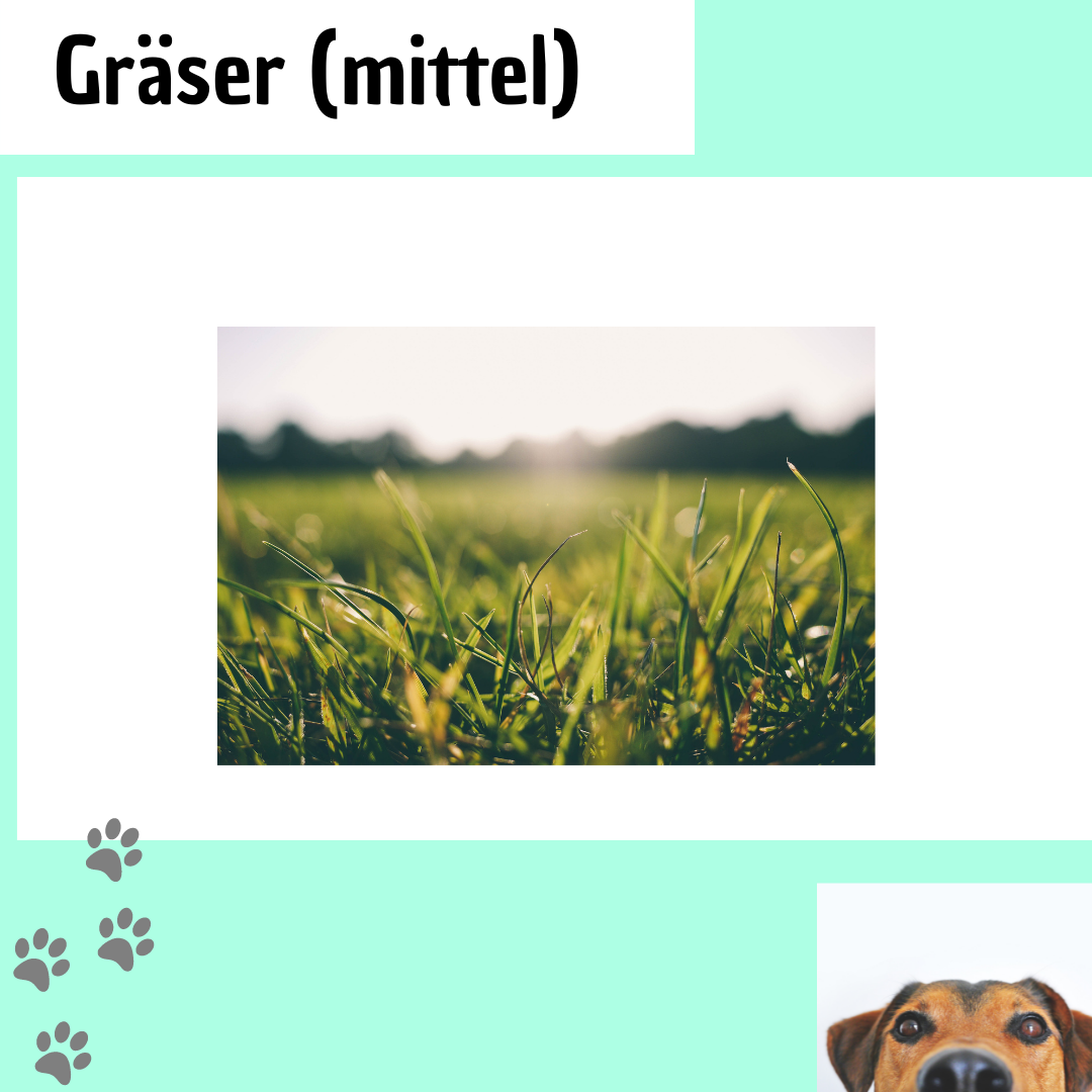 Pollen- und Gräserallergie beim Hund? - Hunde in Hamburg